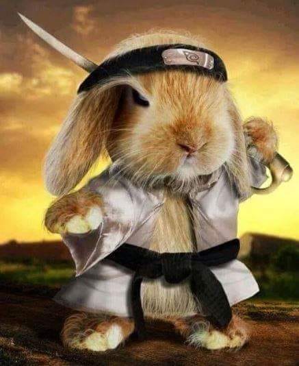 ninja-bunny | Black Belt Karate Studio